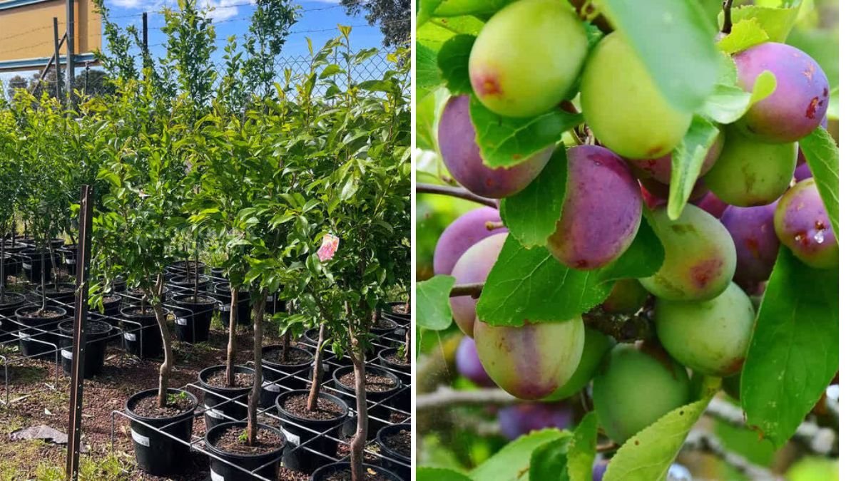 How to Grow a Satsuma Plum Tree: Complete Guide to Planting and Caring ...