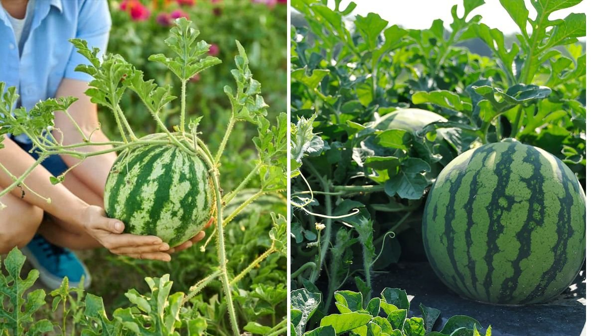 How OSU Student Farm Grows Seedless Watermelons: A Complete Guide to ...